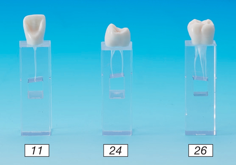 Root Canal Model (E-END3M Series) – Dental Nexus