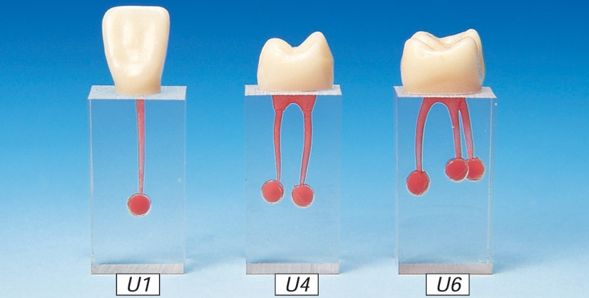 Root Canal Model (S7 Series) – Dental Nexus